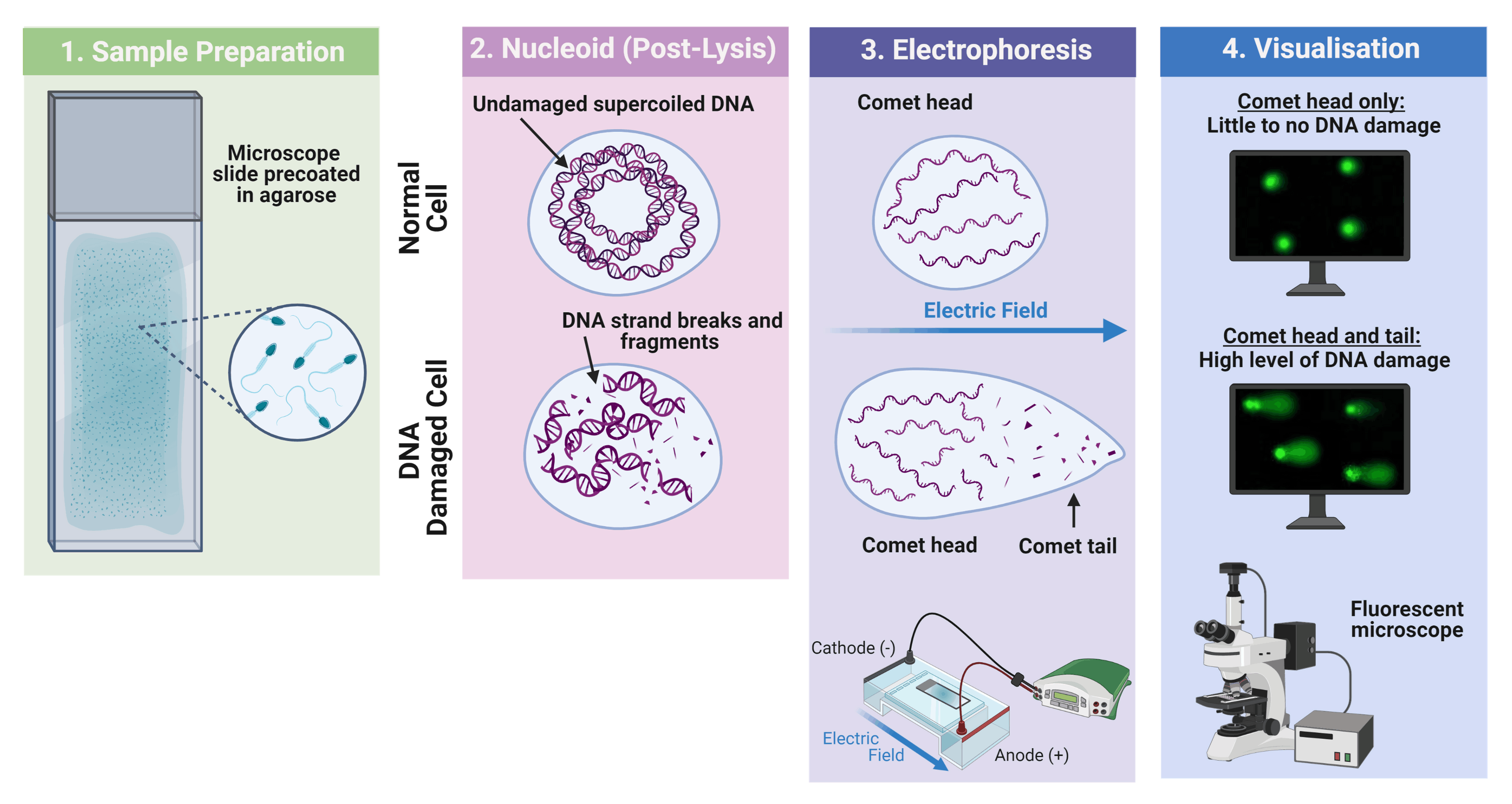 Comet (DNA Damage) | Breed Diagnostics